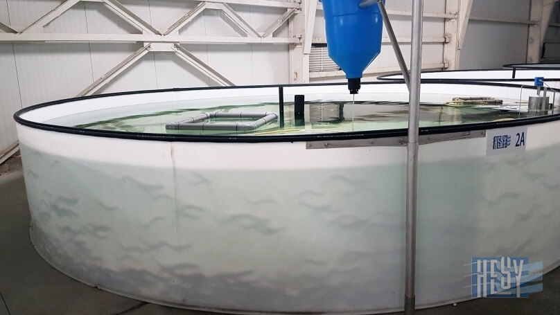 BG FISH | HESY Aquaculture