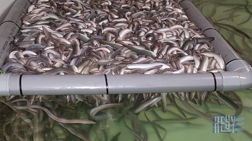 BG FISH | HESY Aquaculture