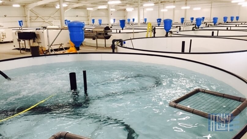 BG FISH | HESY Aquaculture