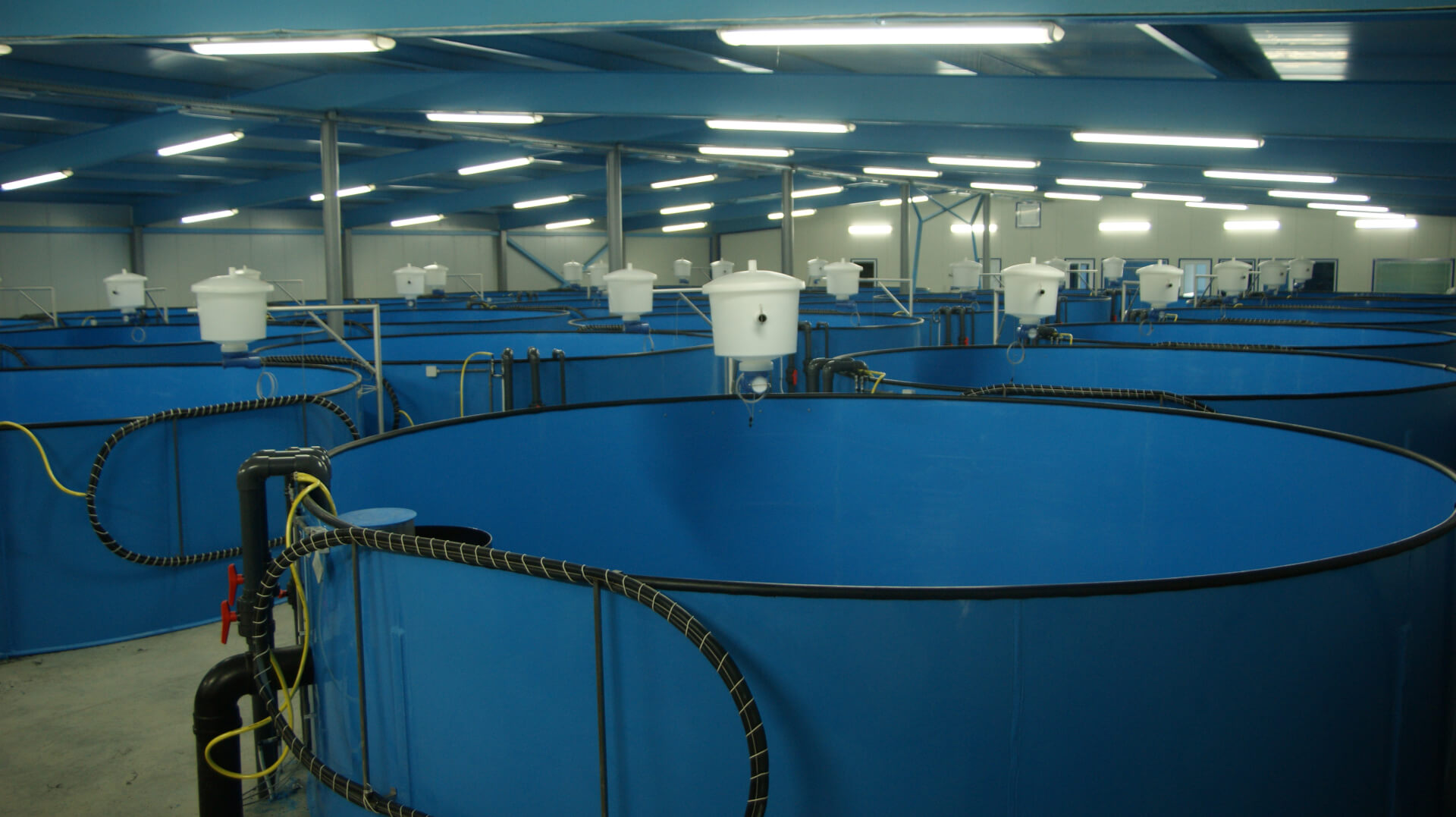 Bul Aqua Fish | HESY Aquaculture