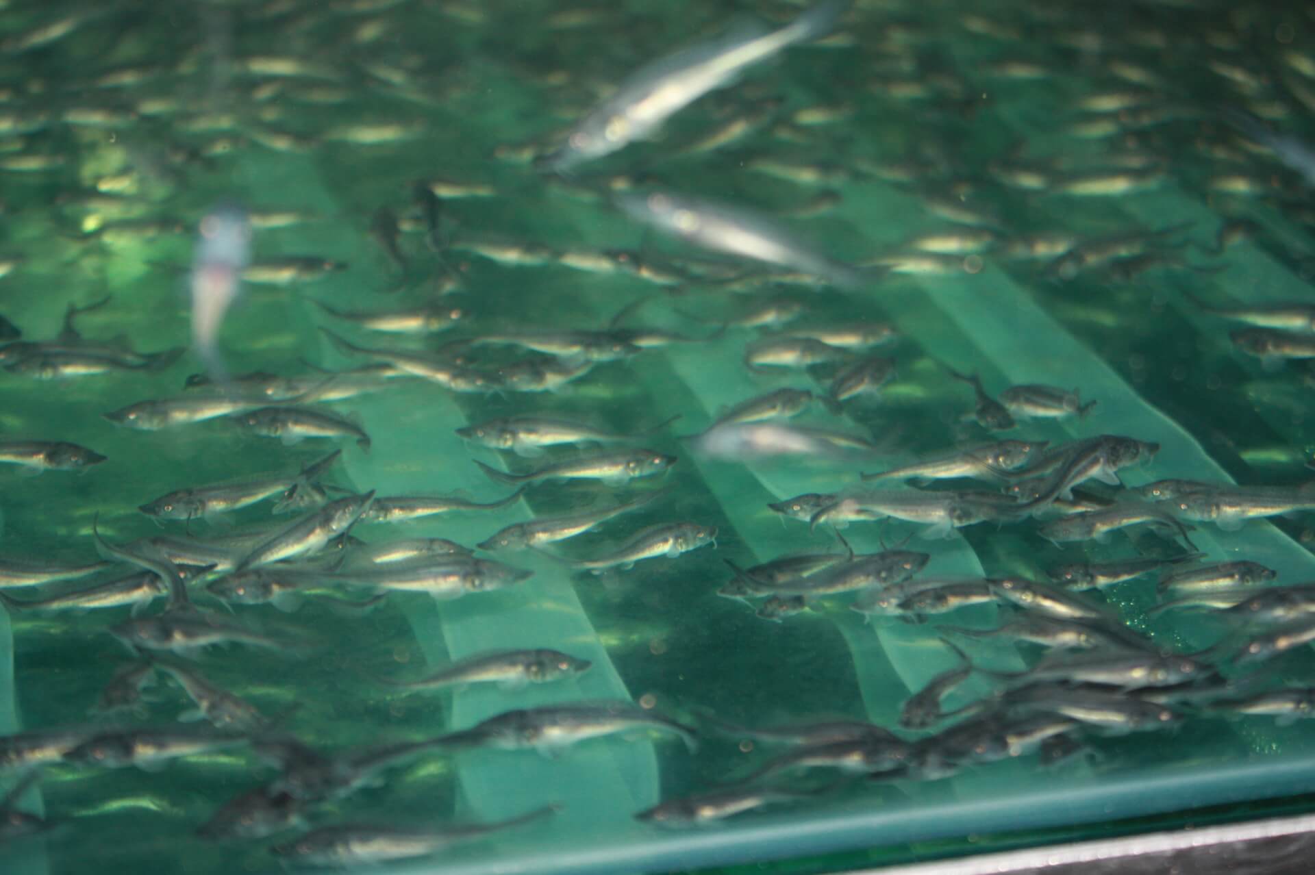 Bul Aqua Fish | HESY Aquaculture