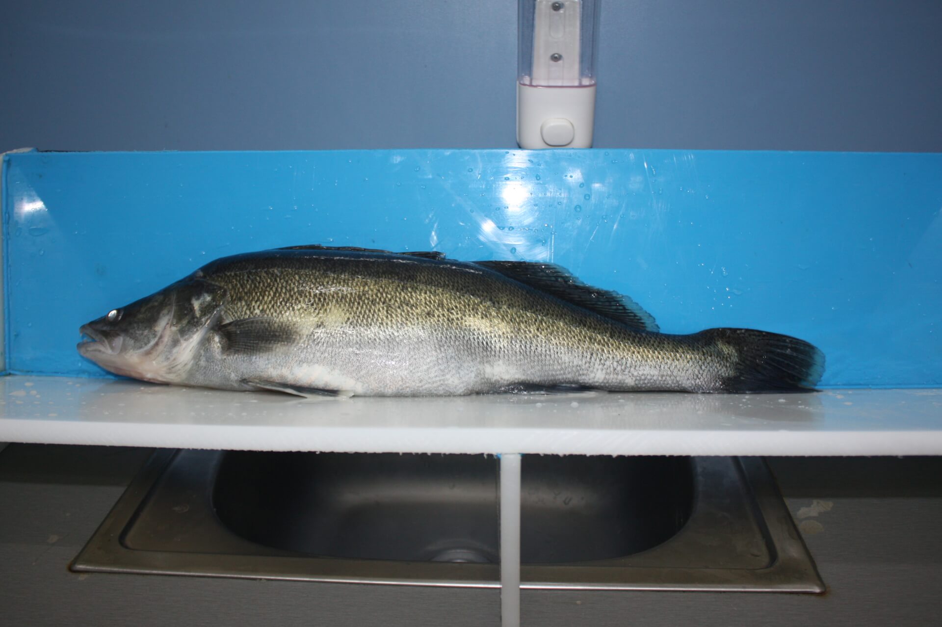 Bul Aqua Fish | HESY Aquaculture