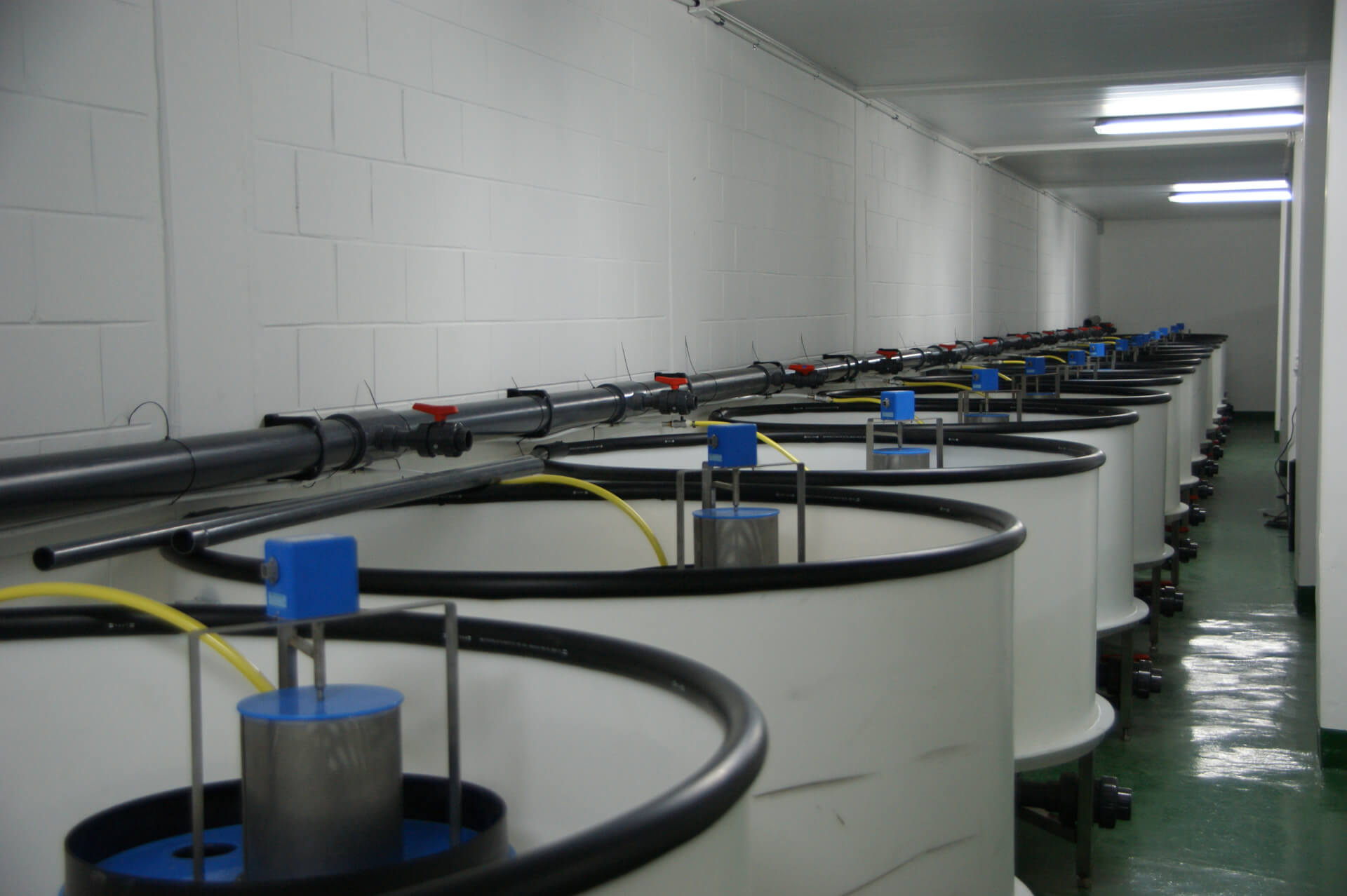 Sturgeon | HESY Aquaculture