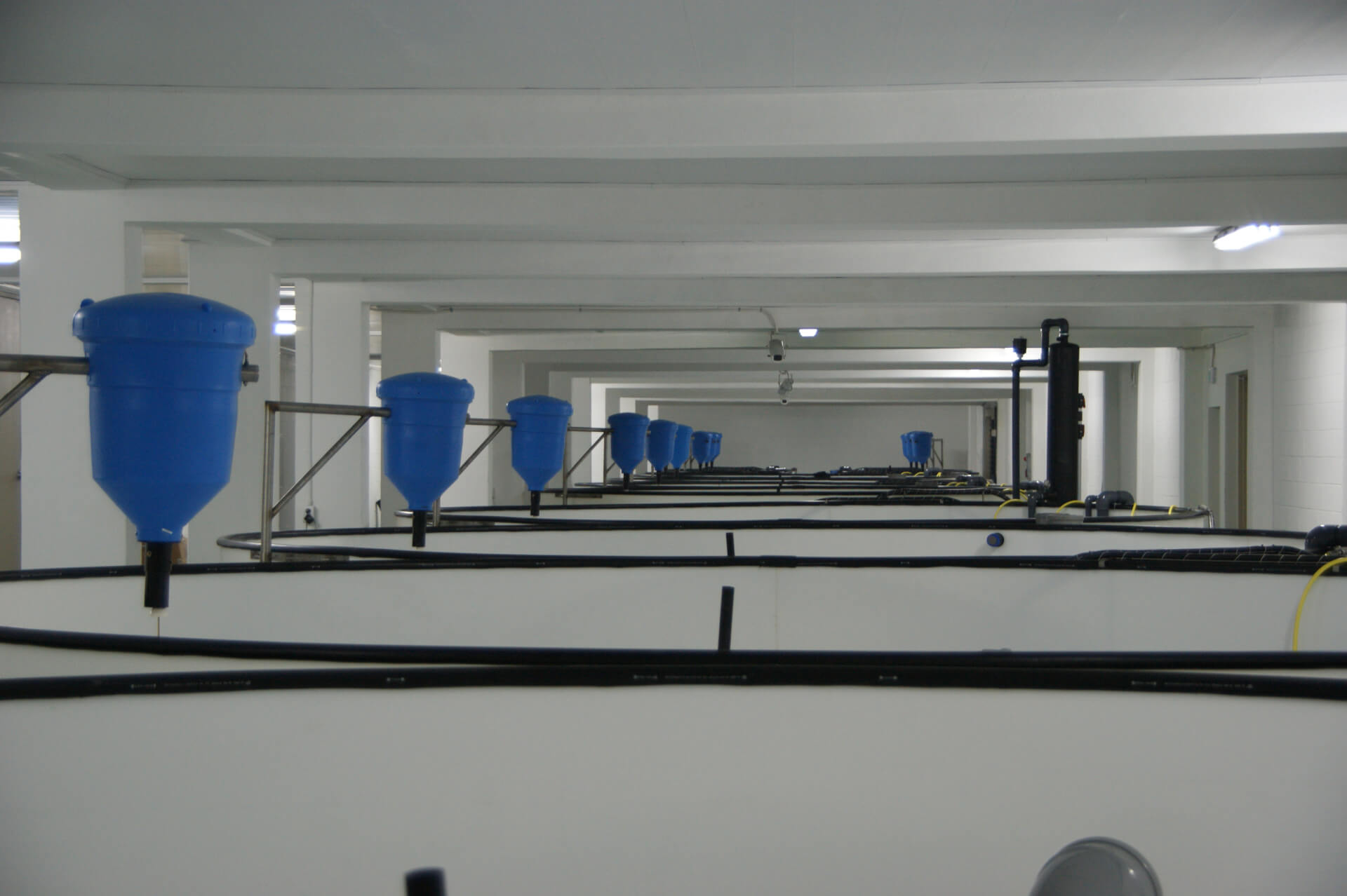 Sturgeon | HESY Aquaculture