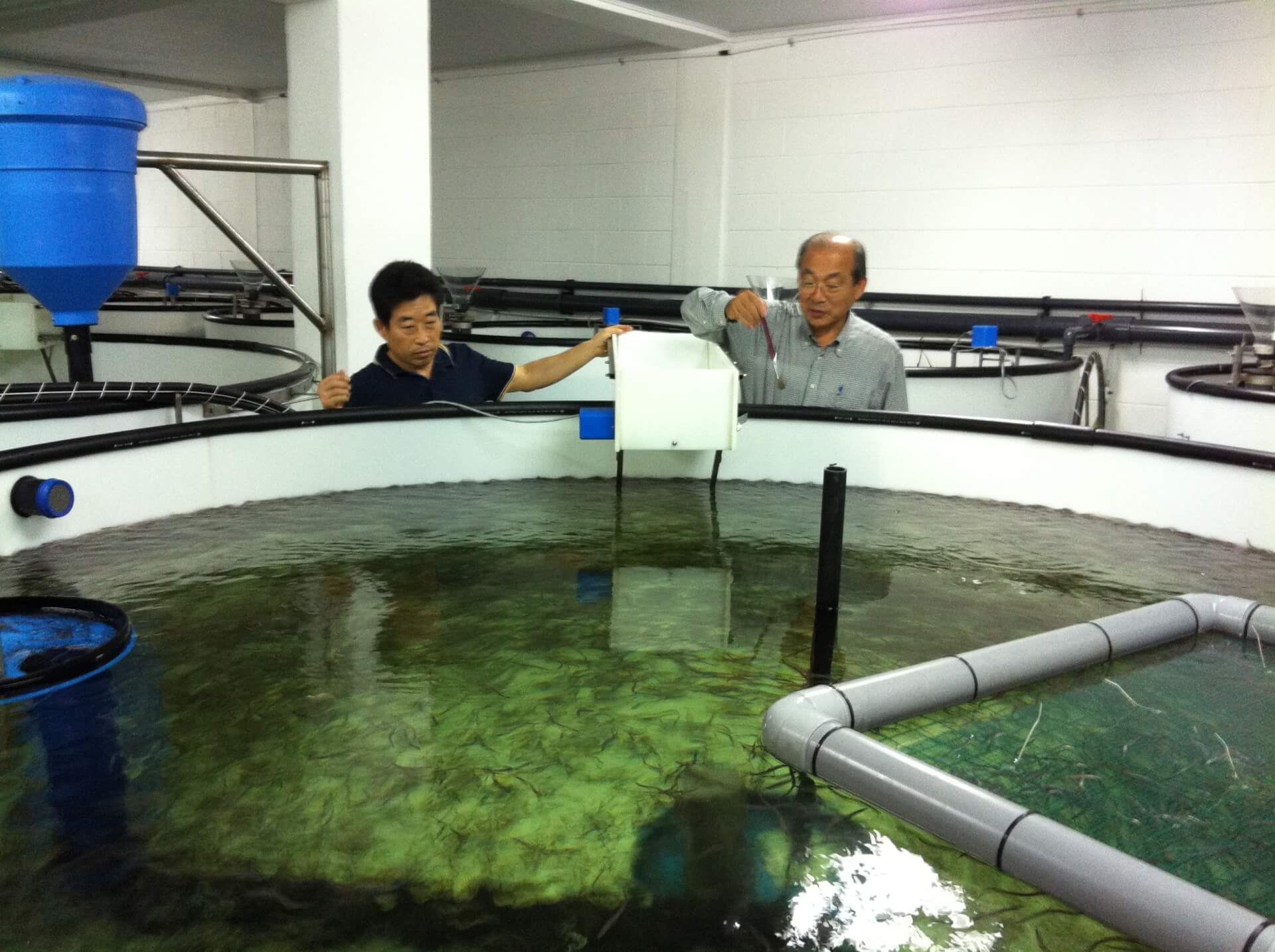 Sturgeon | HESY Aquaculture