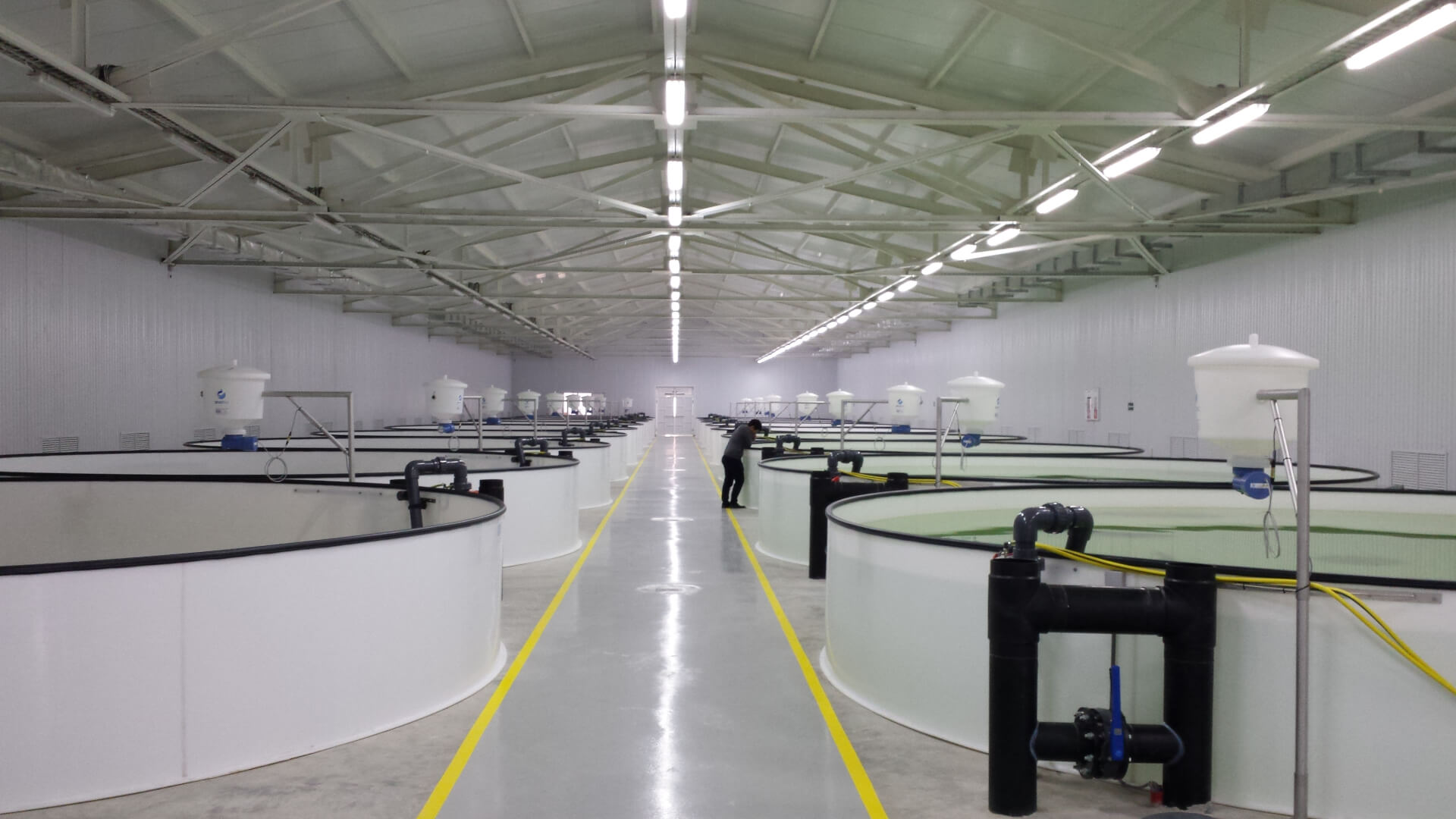 Caspian Royal Fish | HESY Aquaculture