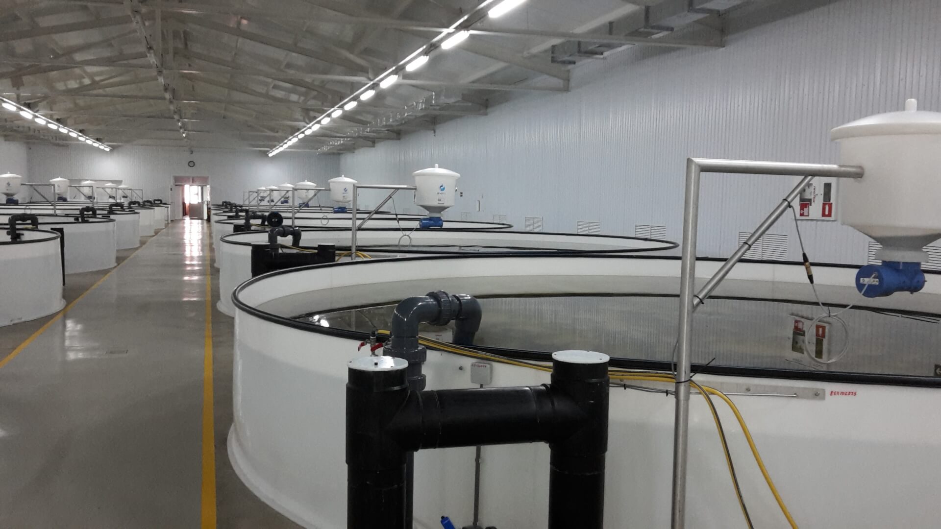 Caspian Royal Fish | HESY Aquaculture