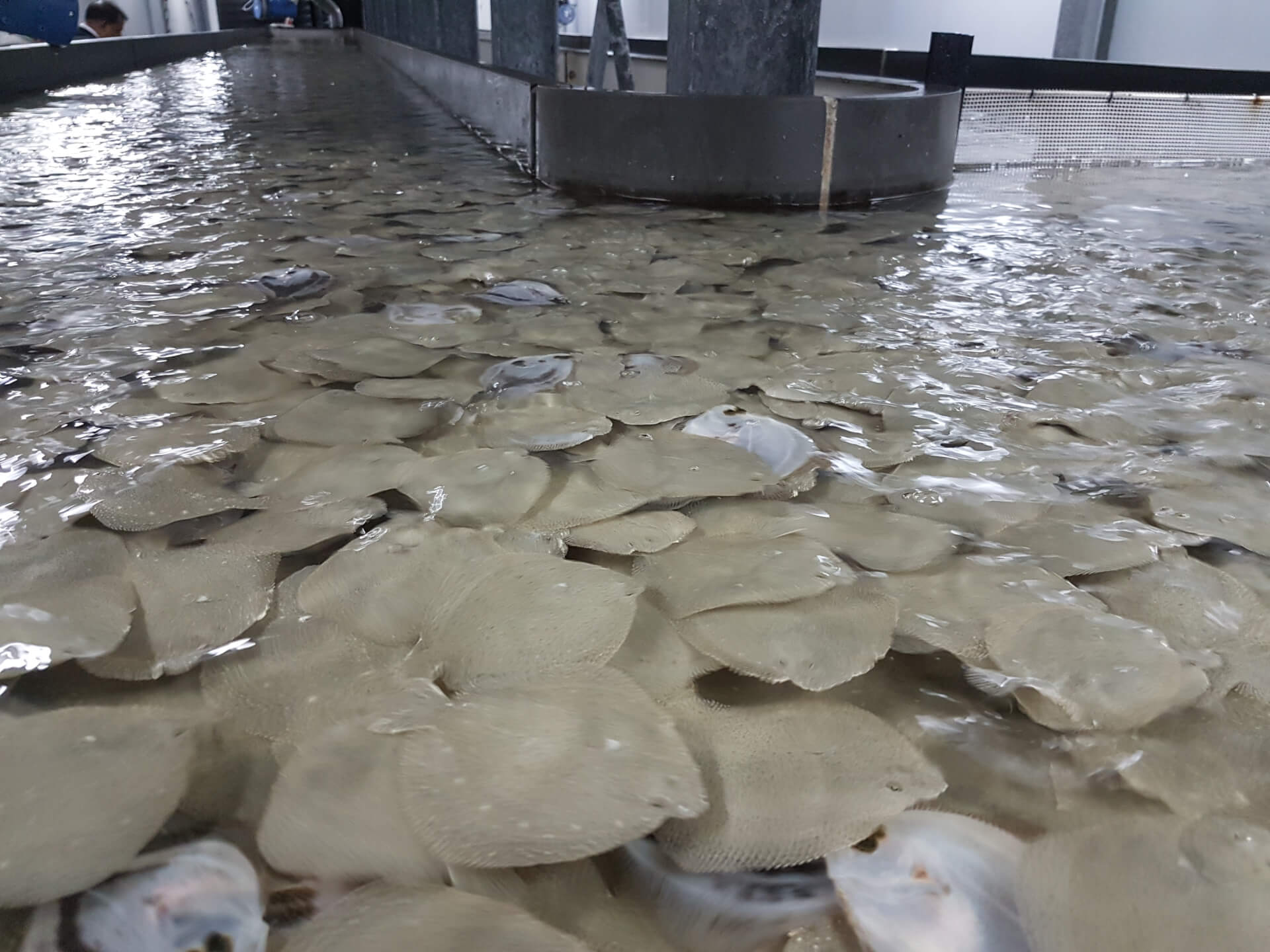 Frymarine | HESY Aquaculture