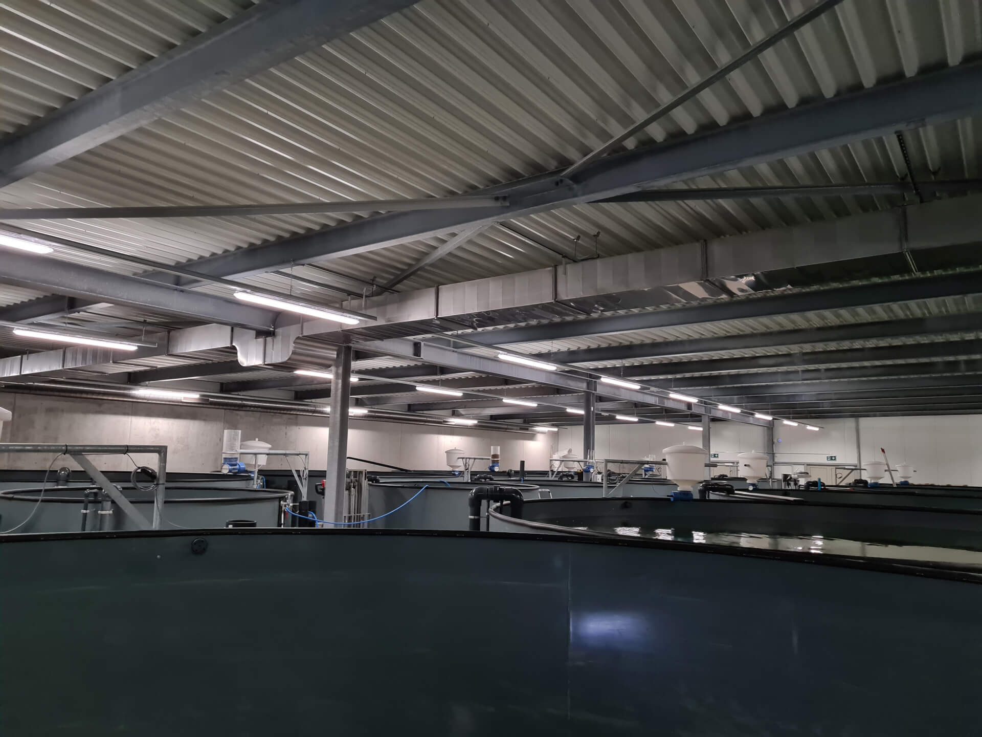 Pilgrims | HESY Aquaculture