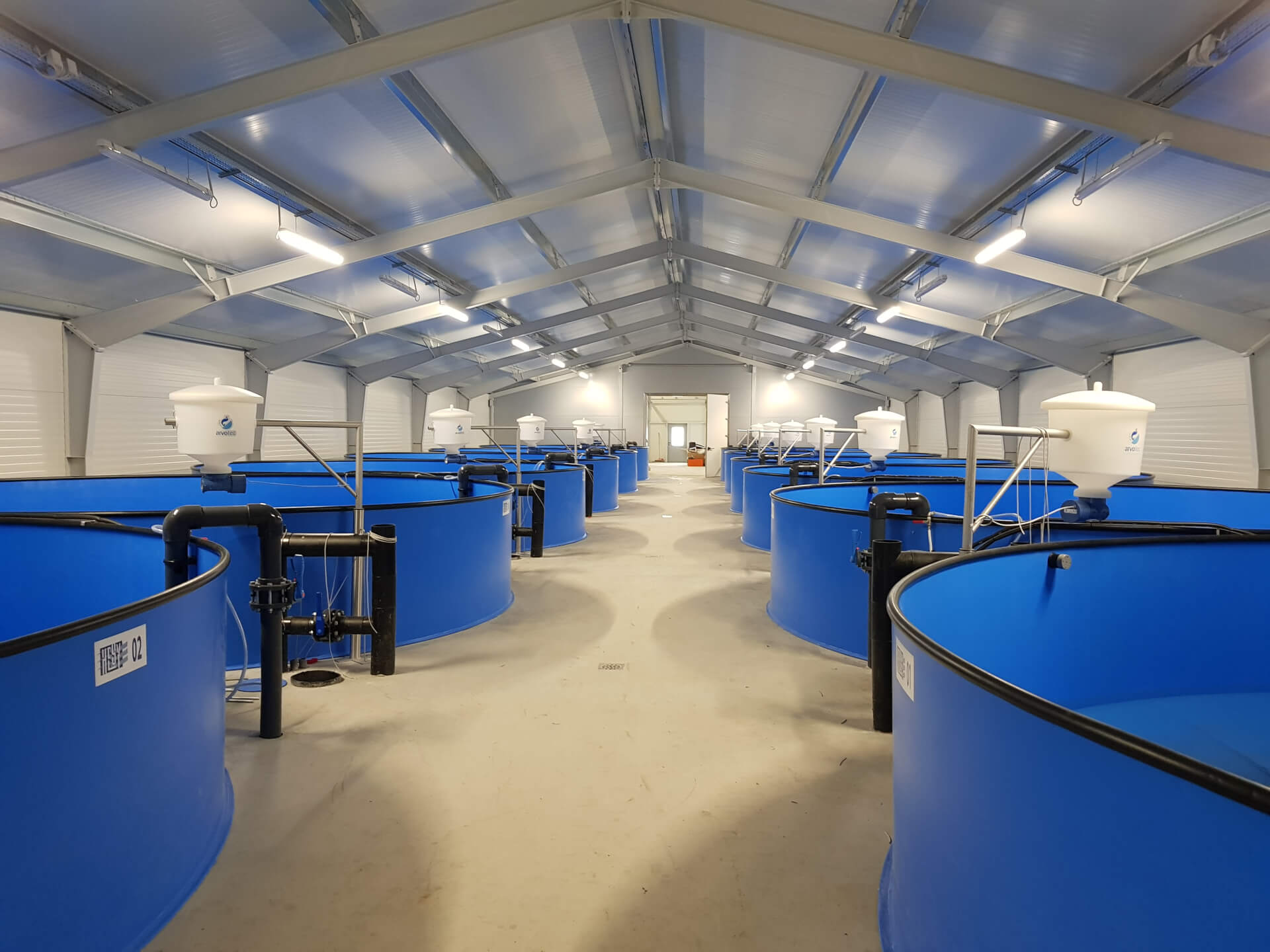 Seewinkler Zander | HESY Aquaculture