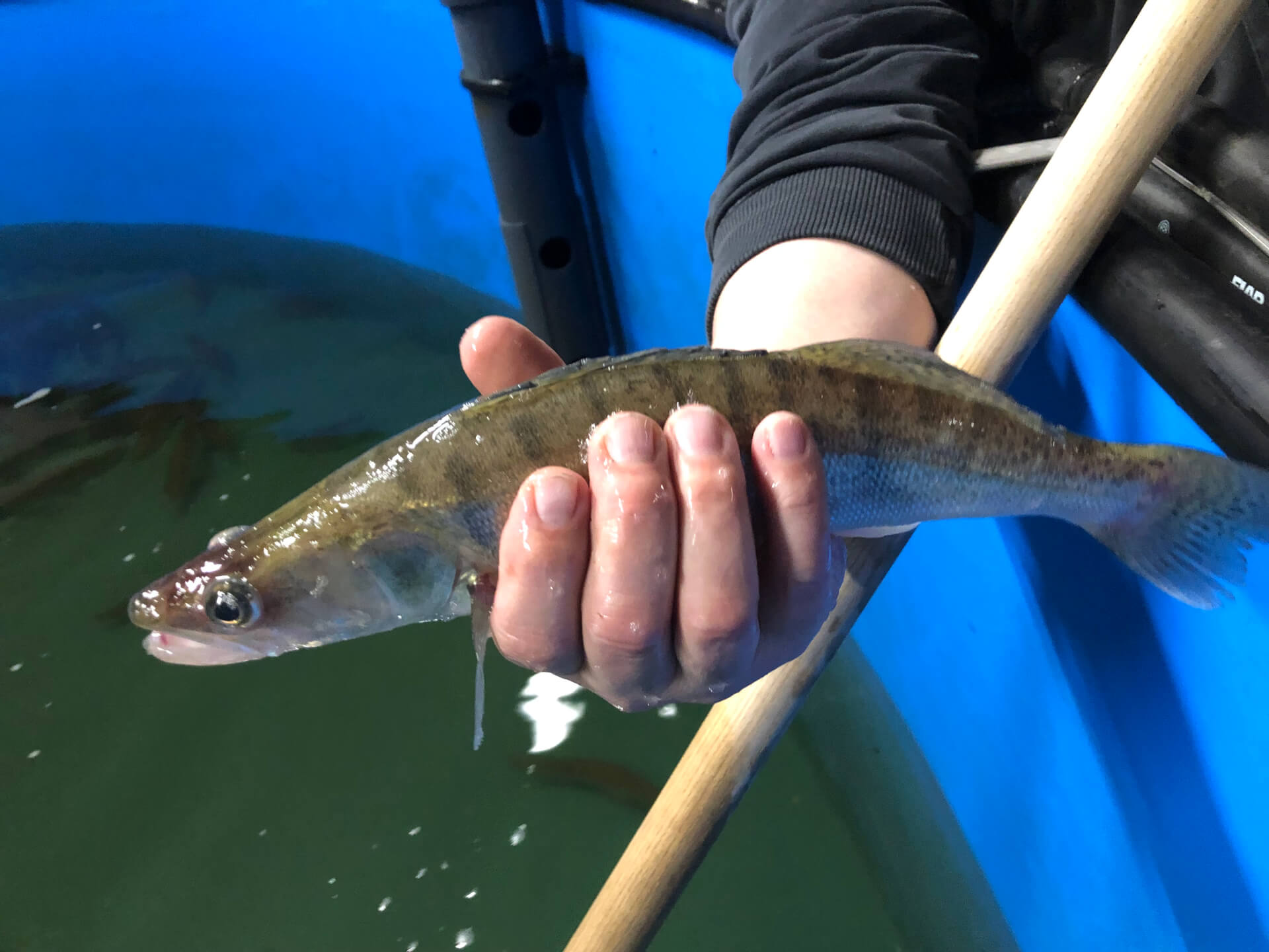 Seewinkler Zander | HESY Aquaculture