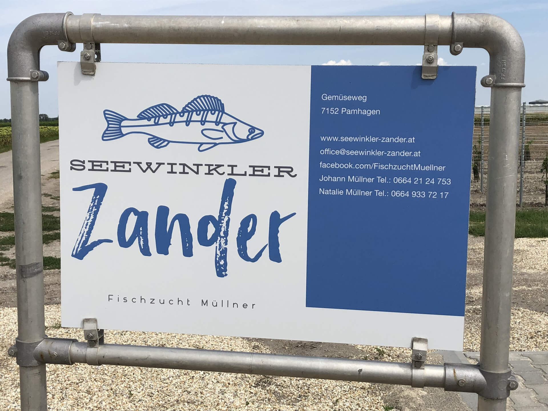 Seewinkler Zander | HESY Aquaculture