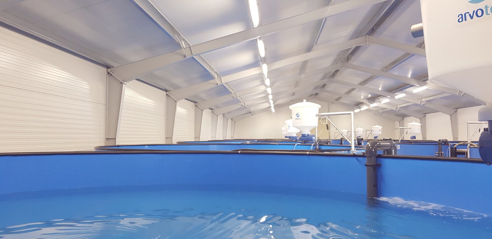 Seewinkler Zander | HESY Aquaculture