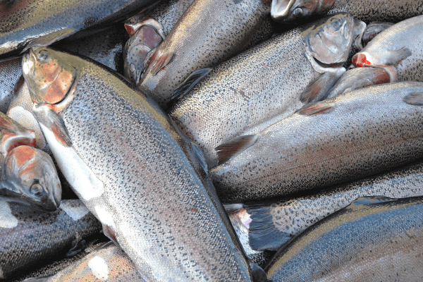 Trout/ arctic char/ salmon | HESY Aquaculture