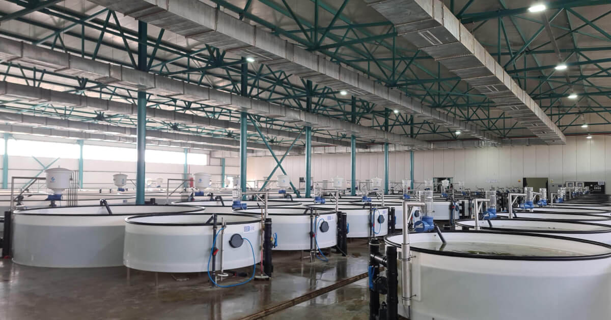 Azerbaijan Fish Farm | HESY Aquaculture