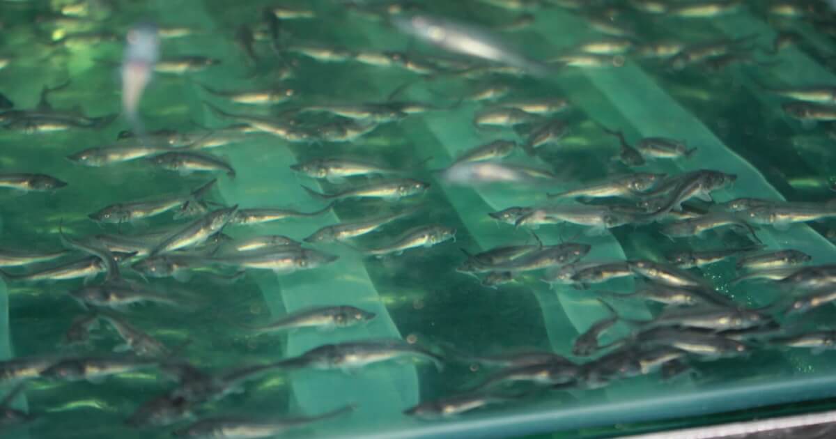 Bul Aqua Fish | HESY Aquaculture