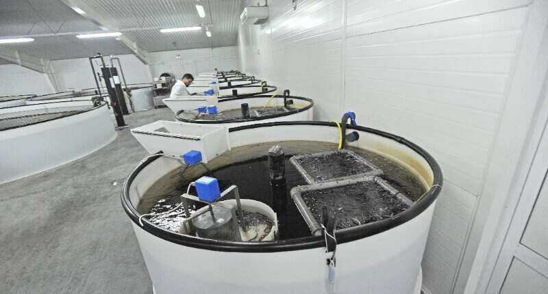 Ribnjačarstvo Poljana | HESY Aquaculture