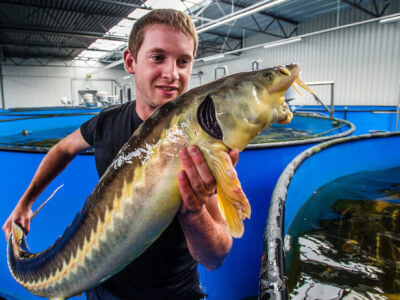 Anna Dutch Caviar | HESY Aquaculture