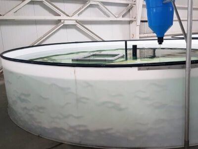 BG FISH | HESY Aquaculture