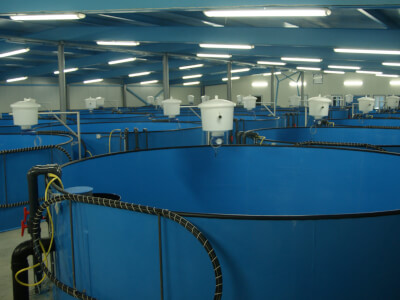 Bul Aqua Fish | HESY Aquaculture